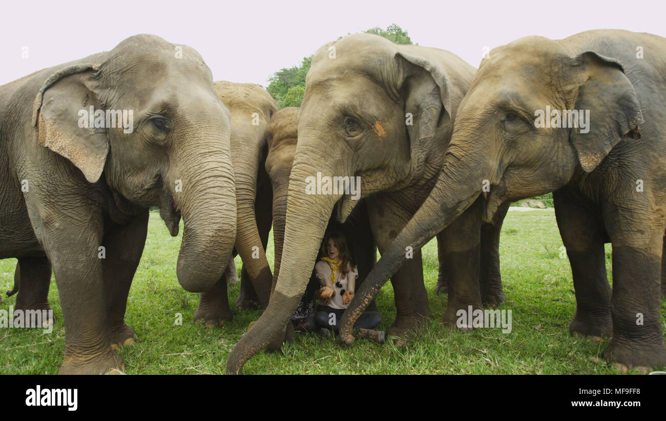 LOVE & BANANAS, (aka LOVE & BANANAS: AN ELEPHANT LOVE STORY), from left ...