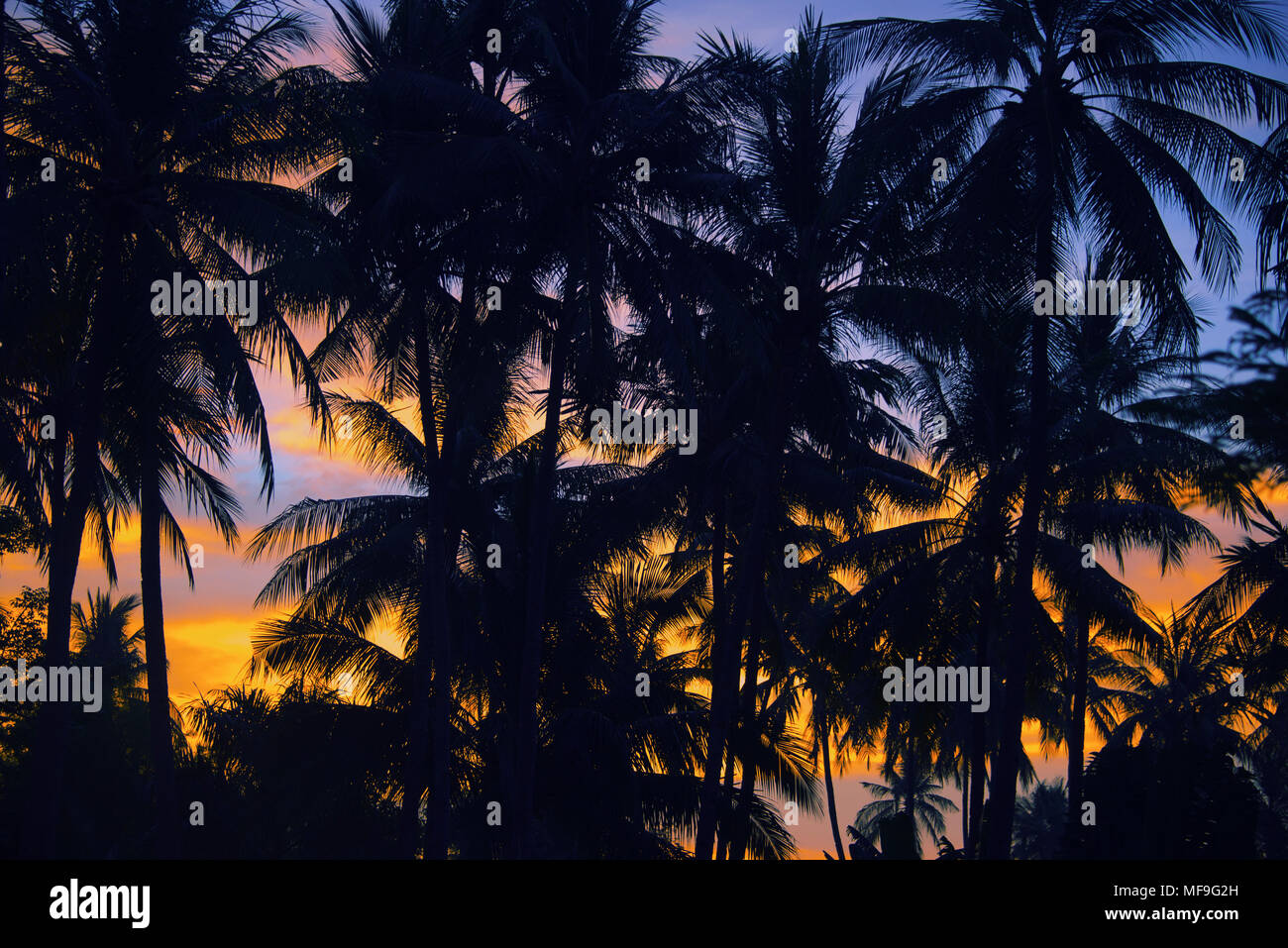 Sunset through trees trees hi-res stock photography and images - Alamy