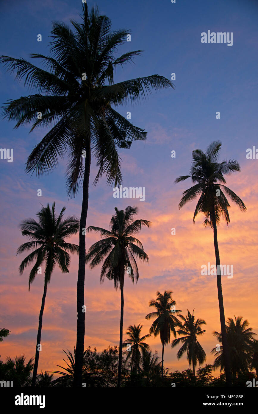 Picturesque tropical sunset palm trees hi-res stock photography and ...