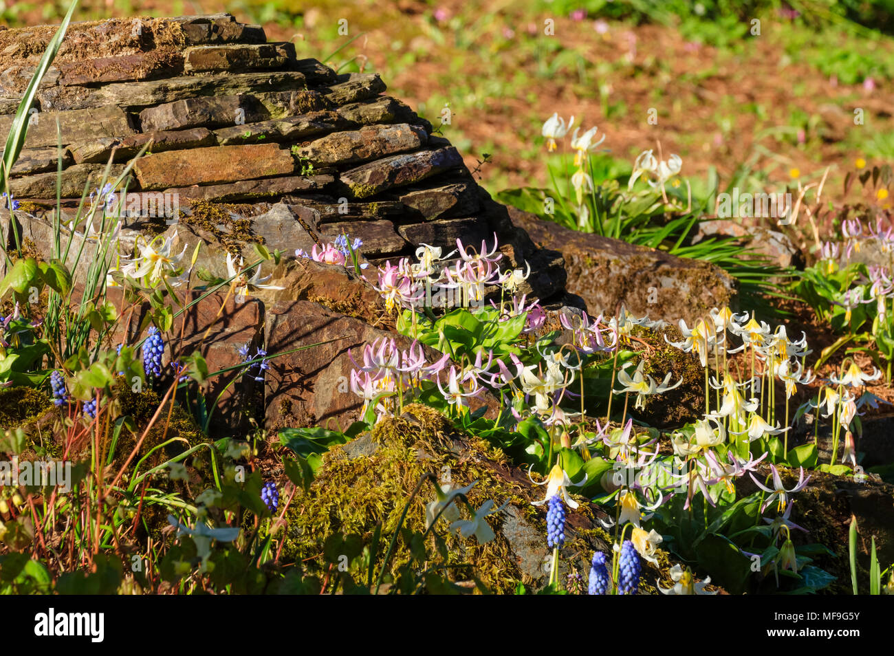Erythronium revolutum hybrids frame the 'Meteor' stonework in the lower ...
