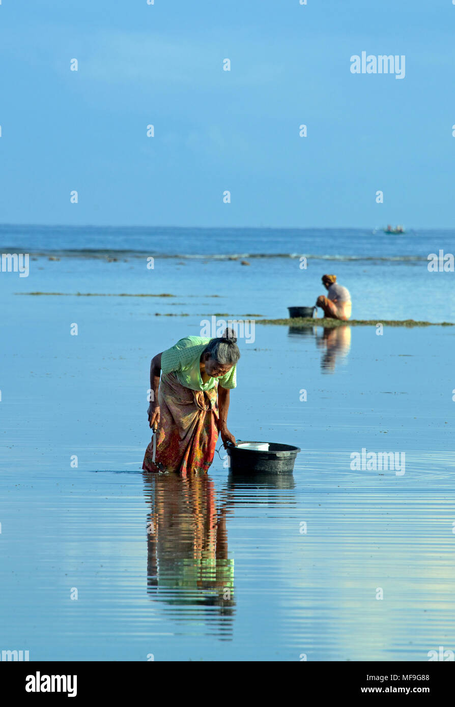 Women collecting shell fish Tanjung Lombok Indonesia Stock Photo - Alamy