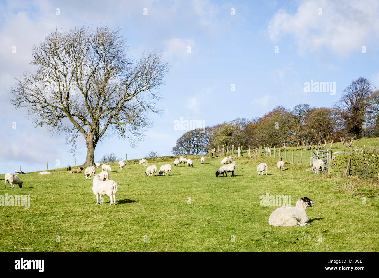 Sheep on a hillside field in the Autumn countryside at Bamford in ...
