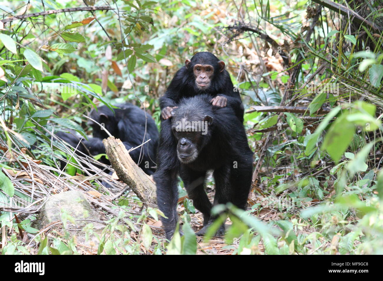 Piggy back ride young chimp on adult Stock Photo - Alamy