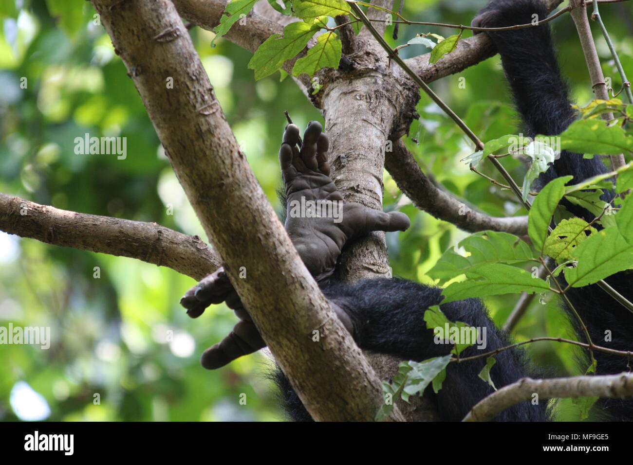 Chimpanzee paws for thought - a study of a foot Stock Photo - Alamy