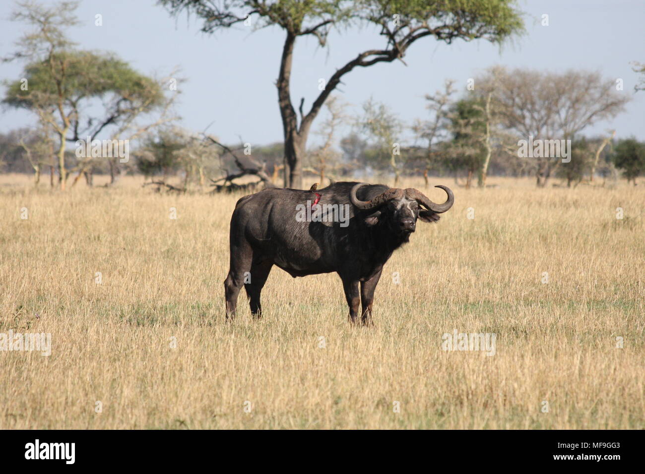 Cape buffalo that had a lucky escape. Wounded by a big cat and being ...