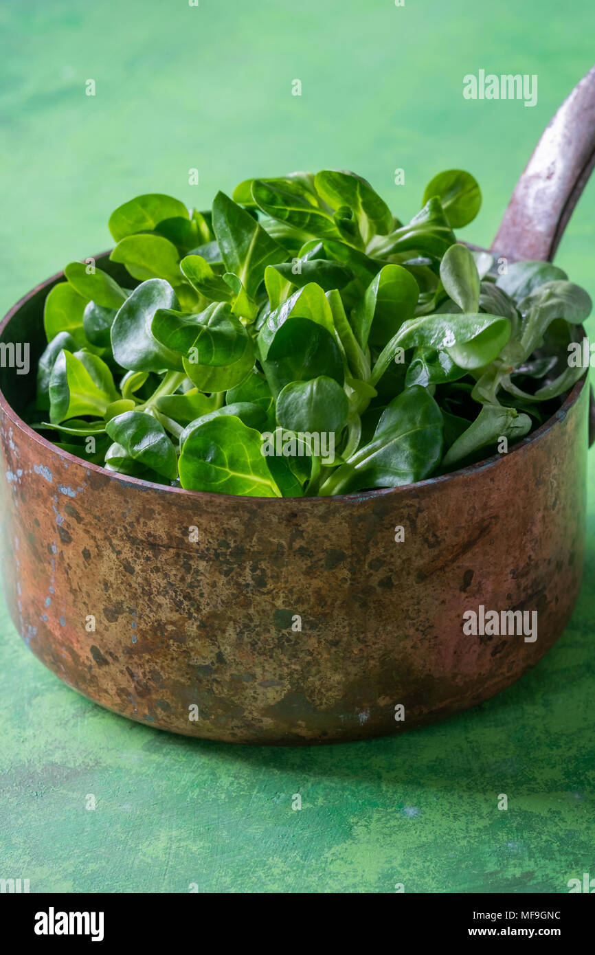 Mache leaves hi-res stock photography and images - Alamy