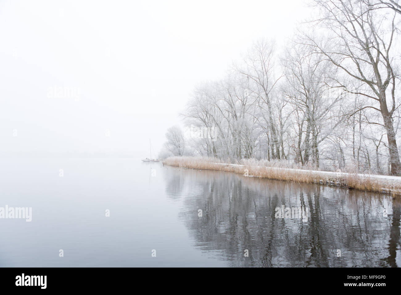 Frozen trees on the foggy shore of the Nieuwe Meer lake in Amsterdam ...