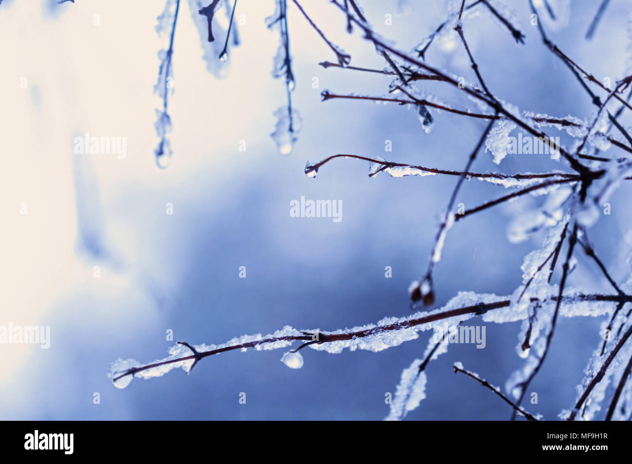 Drops of snow hi-res stock photography and images - Alamy