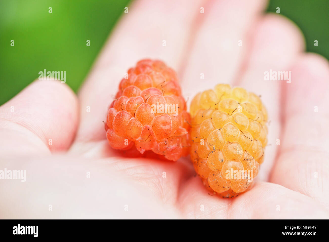 Nice ripe yellow raspberry in palm of hand Stock Photo - Alamy