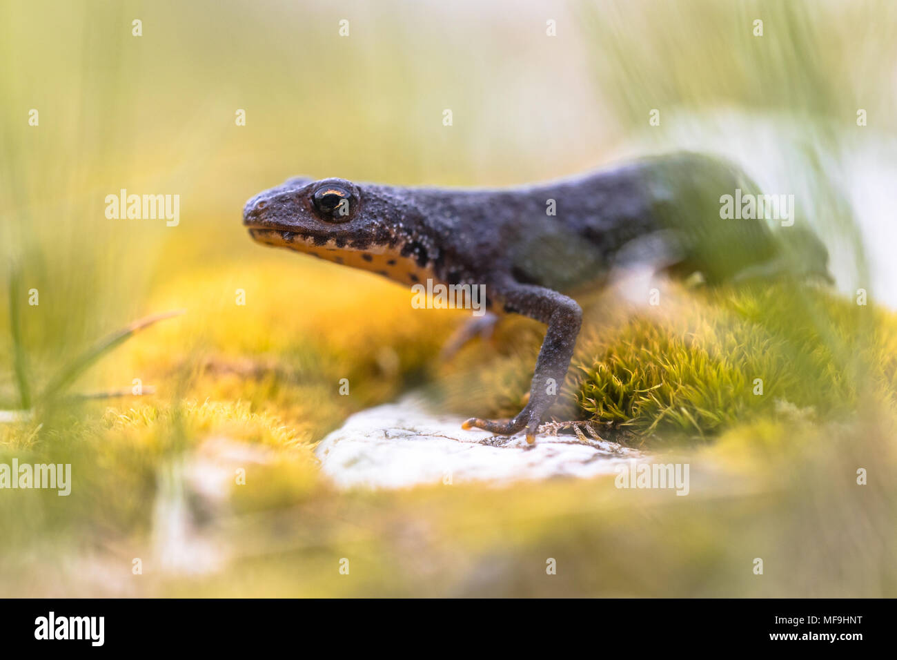 Alpine newt (Ichthyosaura alpestris) on moss and rocks in natural ...