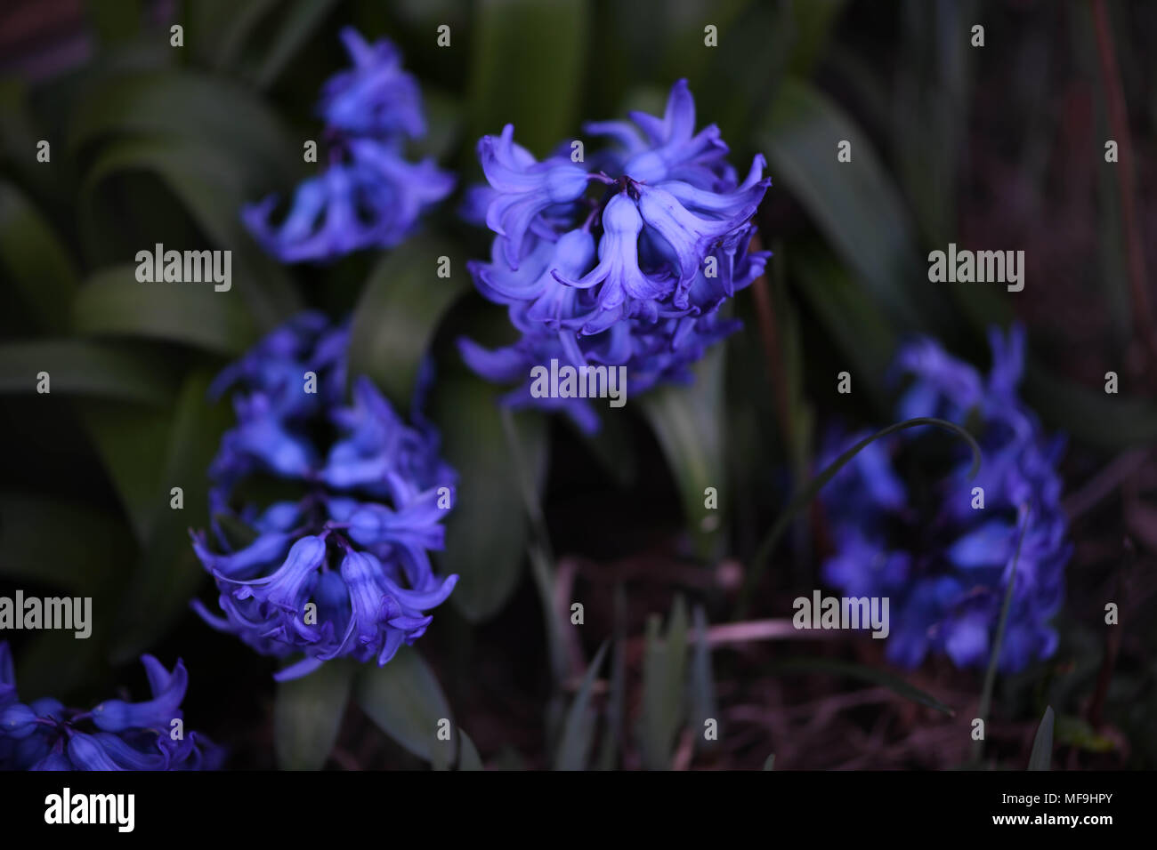 Bluebell flower bed hi-res stock photography and images - Alamy
