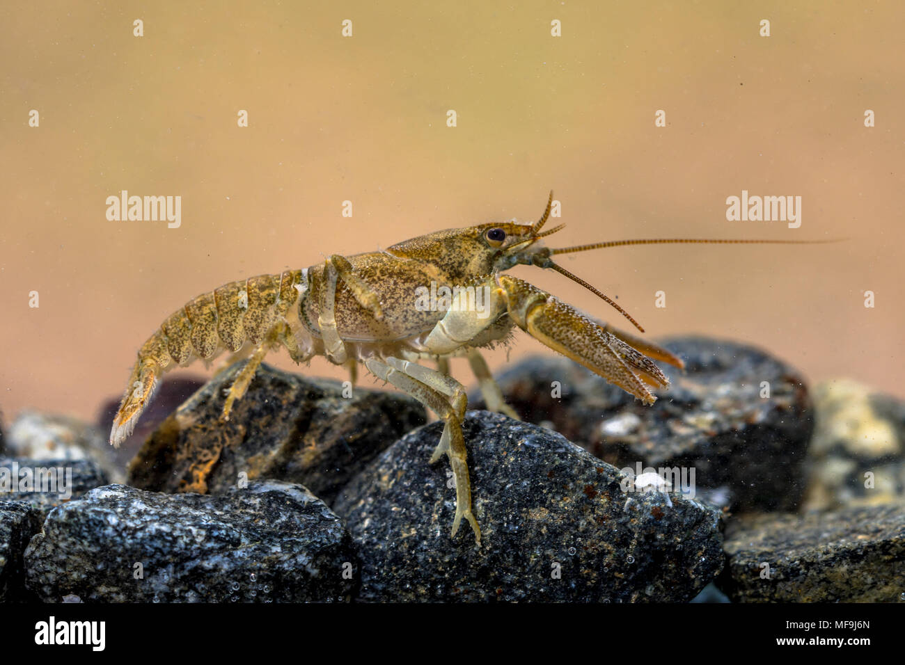 European crayfish (Astacus astacus) walking in river on rocky riverbed ...