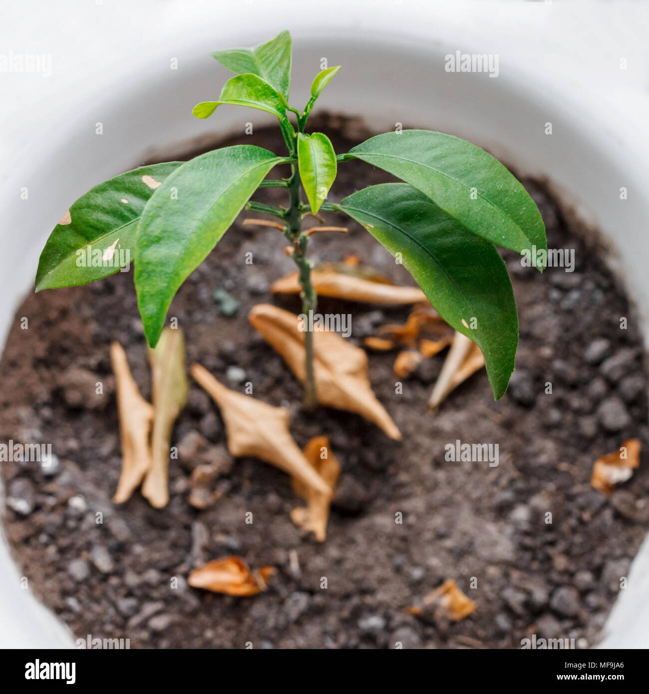 Withering houseplant. Poor care for the plant. The bending mandarin ...