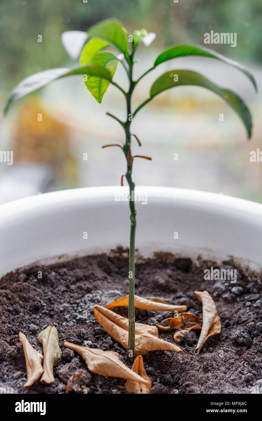 Withering houseplant. Poor care for the plant. The bending mandarin ...