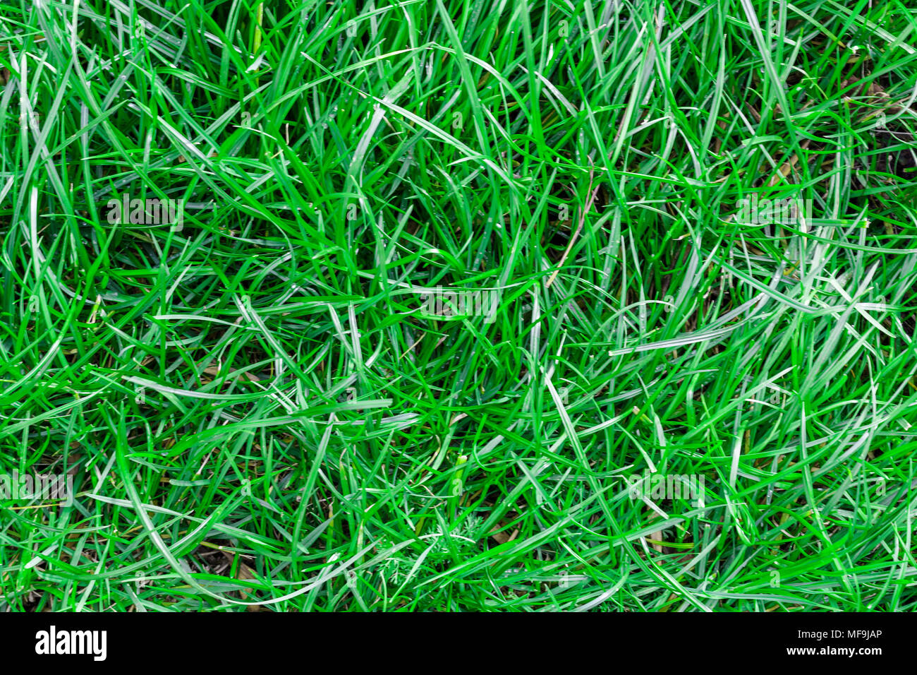 Green grass texture seamless. Seamless backgroundhorizontal dimension ...