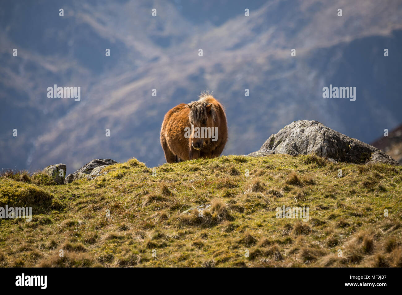 The wild ponies of the Carneddau mountain range in northern Snowdonia ...
