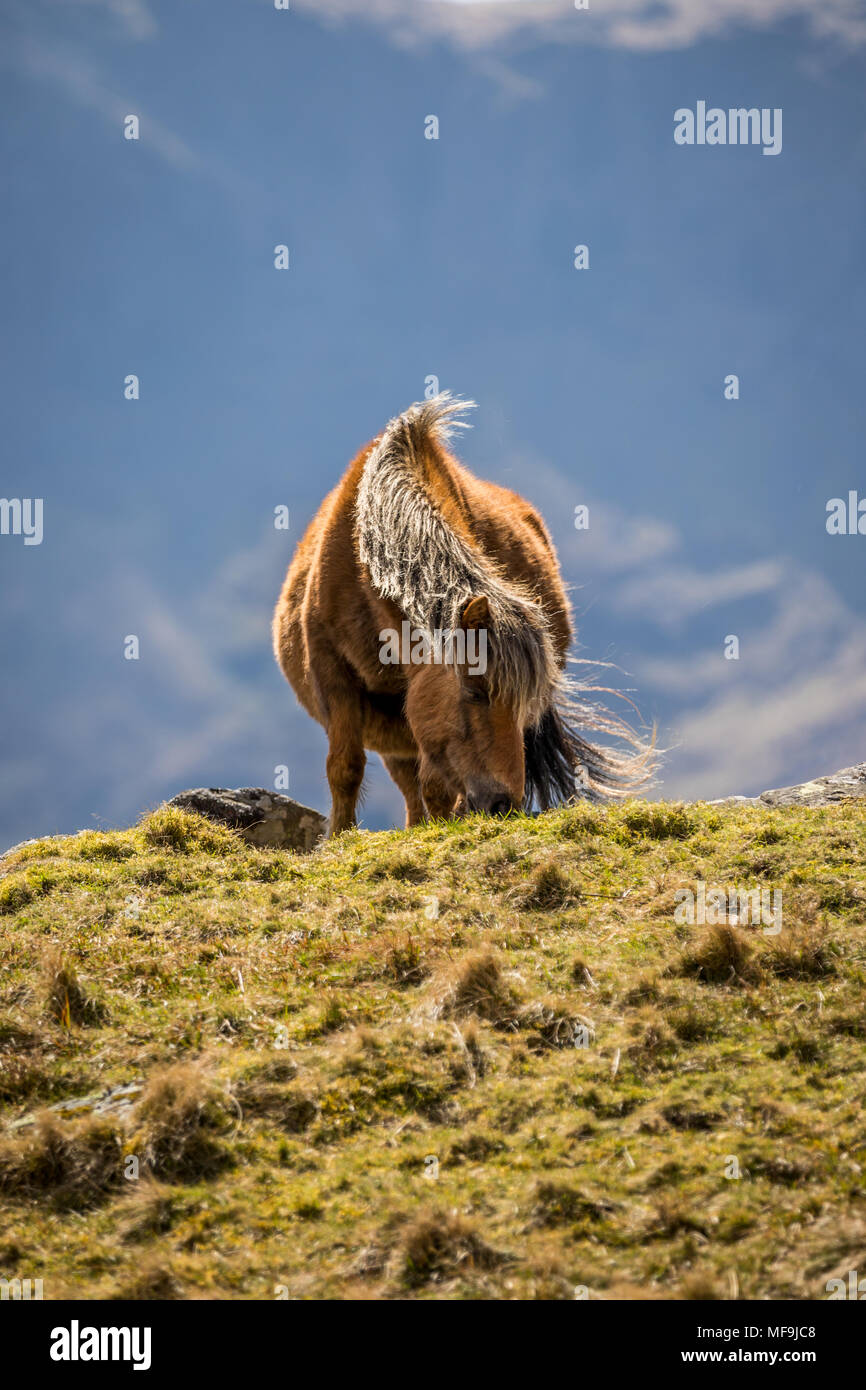 Snowdonia ponies hi-res stock photography and images - Alamy