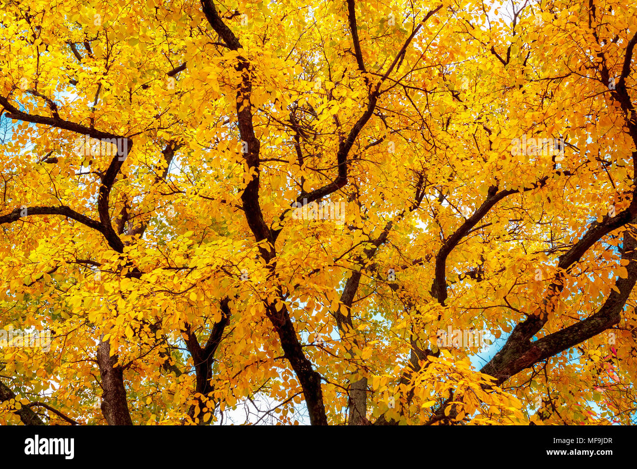 autumn tree with bright yellow leaves. Contrast tree with bright leaves ...