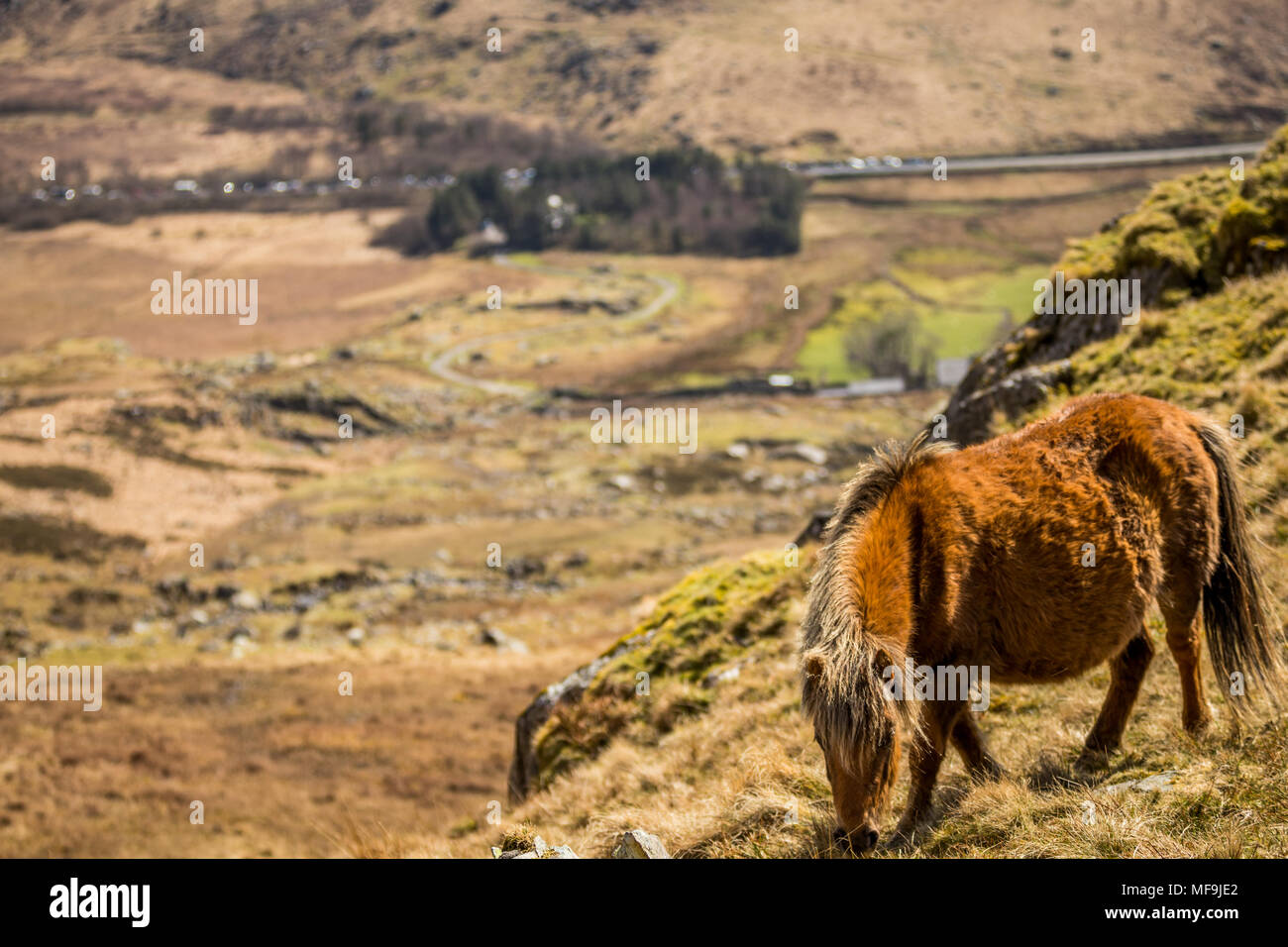 The wild ponies of the Carneddau mountain range in northern Snowdonia ...