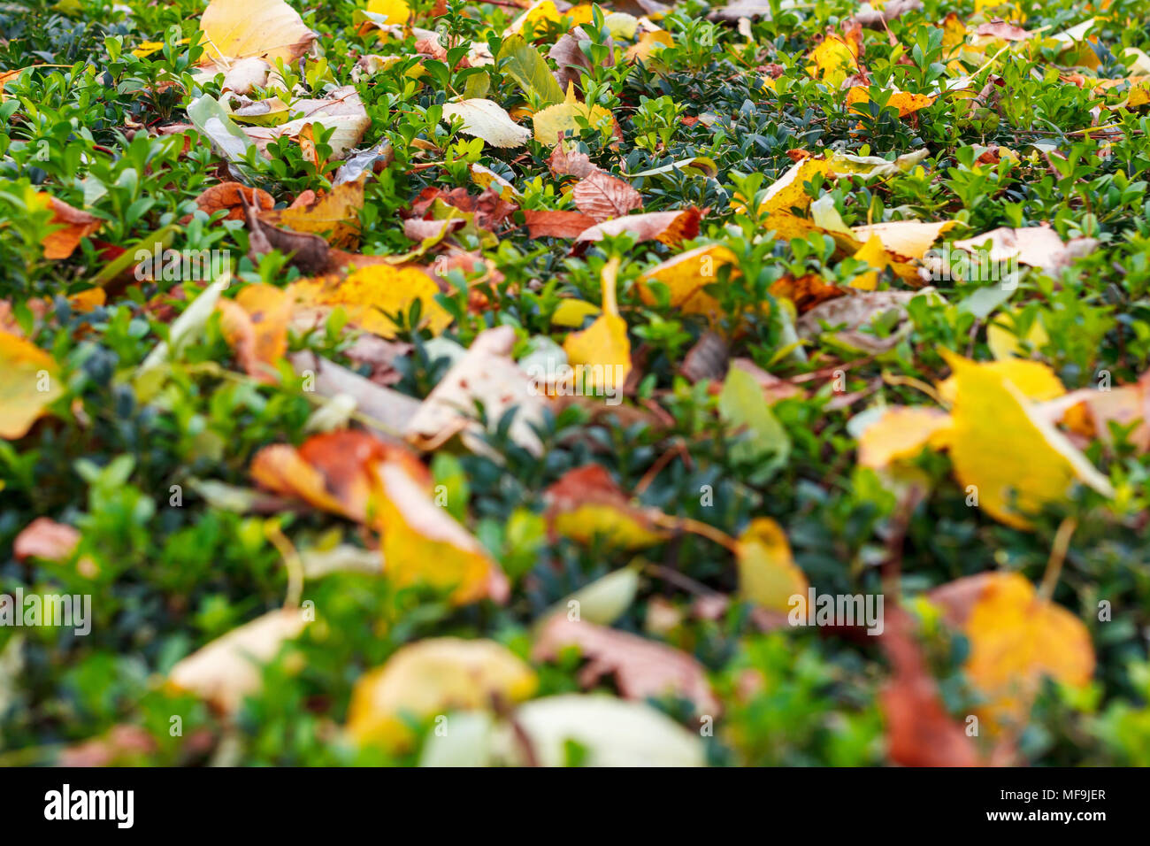 texture of grass and leaves. Autumn leaves on a background of green ...