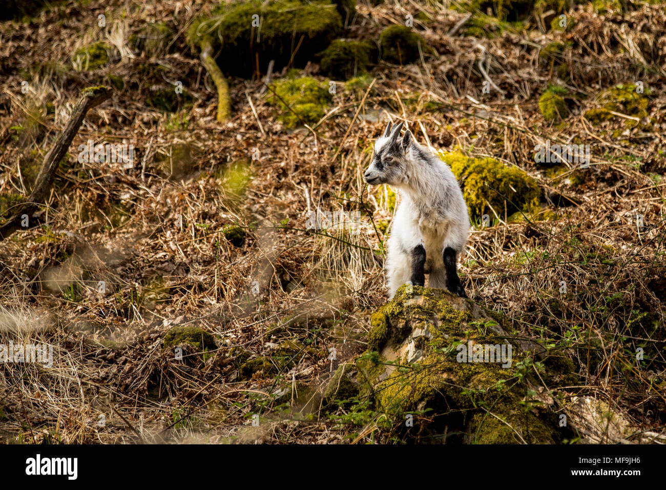 Welsh longhorn goat hi-res stock photography and images - Alamy