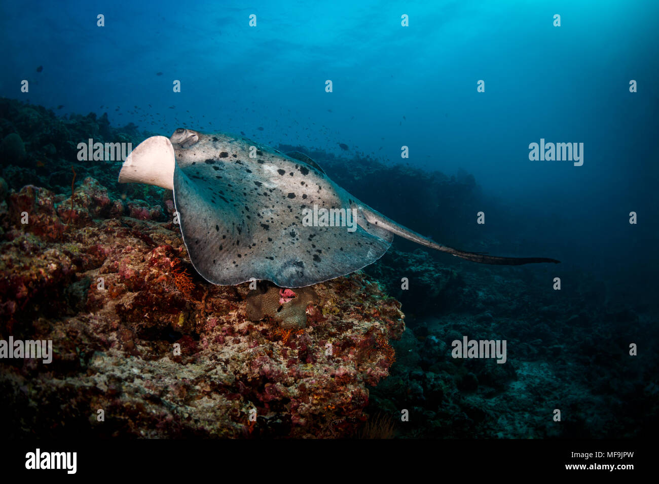 Giant stingray swims over colony of orange coral on reef Stock Photo ...