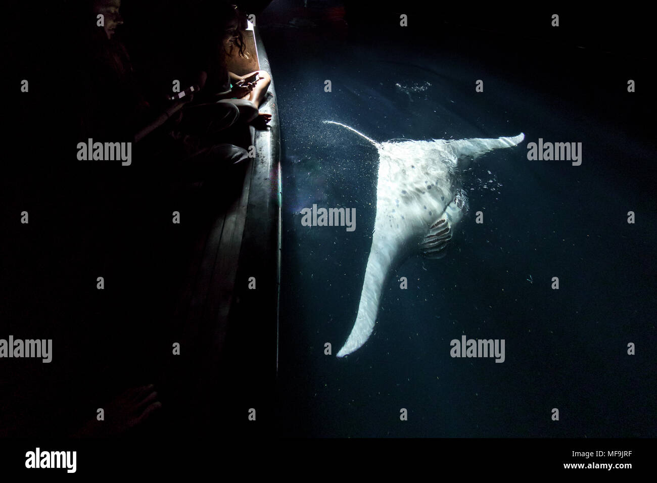 Closeup of Giant manta ray diving near the surface behind boat at night ...