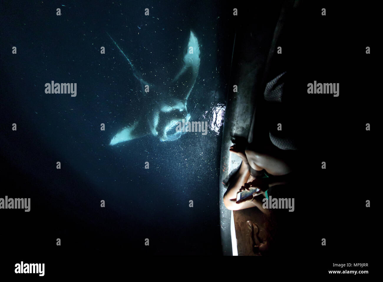 Manta ray mouth hi-res stock photography and images - Alamy