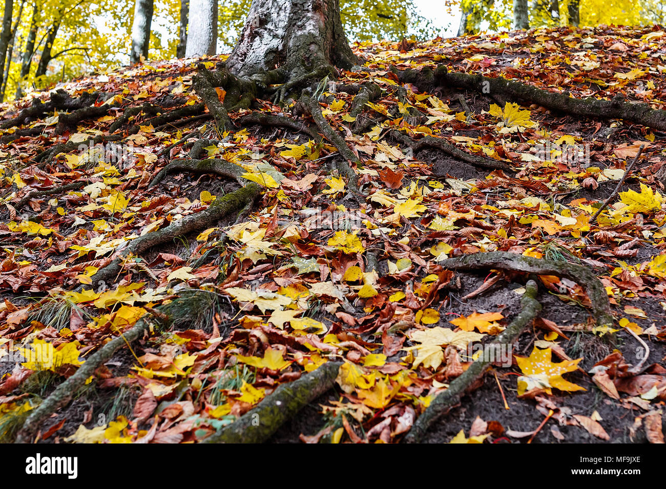 Thick roots of a tree hi-res stock photography and images - Alamy
