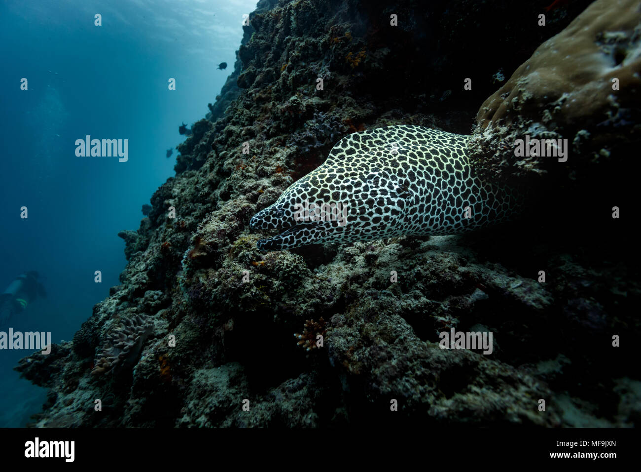Leopard giant eel hi-res stock photography and images - Alamy
