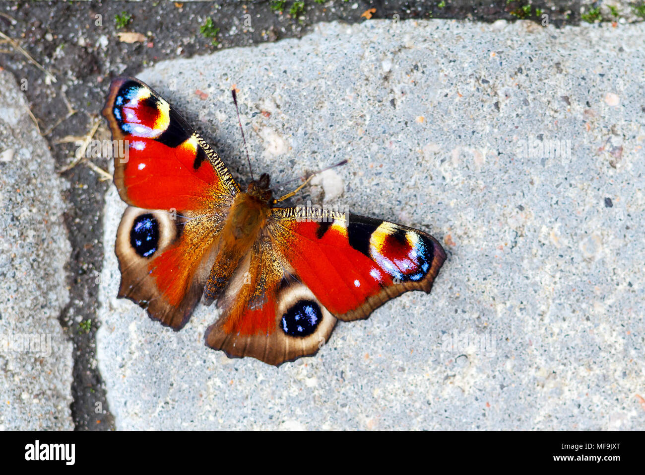 Closeup garden insect ground hi-res stock photography and images - Alamy
