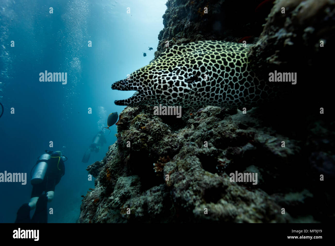 Scuba diver emerges from hi-res stock photography and images - Alamy