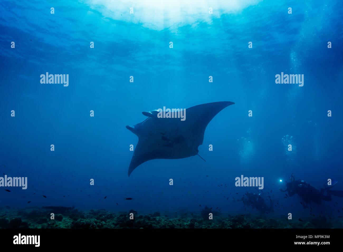 Giant stingray fish hi-res stock photography and images - Alamy
