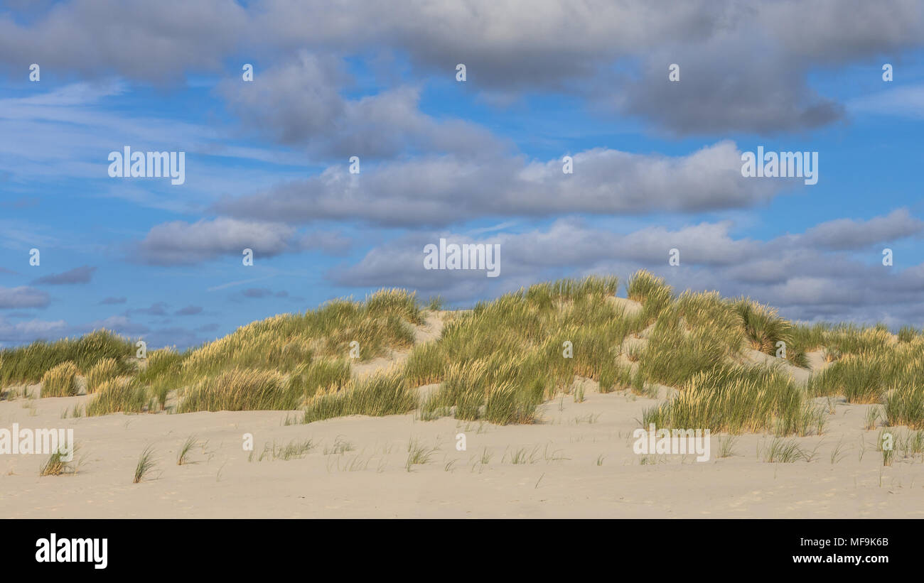 Coastal sand dune landscape on dutch Wadden island Stock Photo - Alamy
