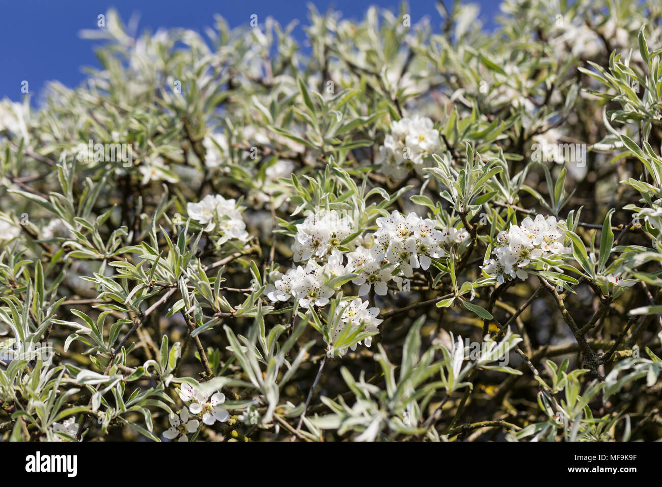 Pyrus salicifolia pendula hi-res stock photography and images - Alamy