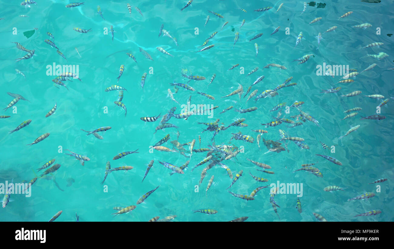 colorful swarm of reef fishes underwater in the ocean Stock Photo - Alamy