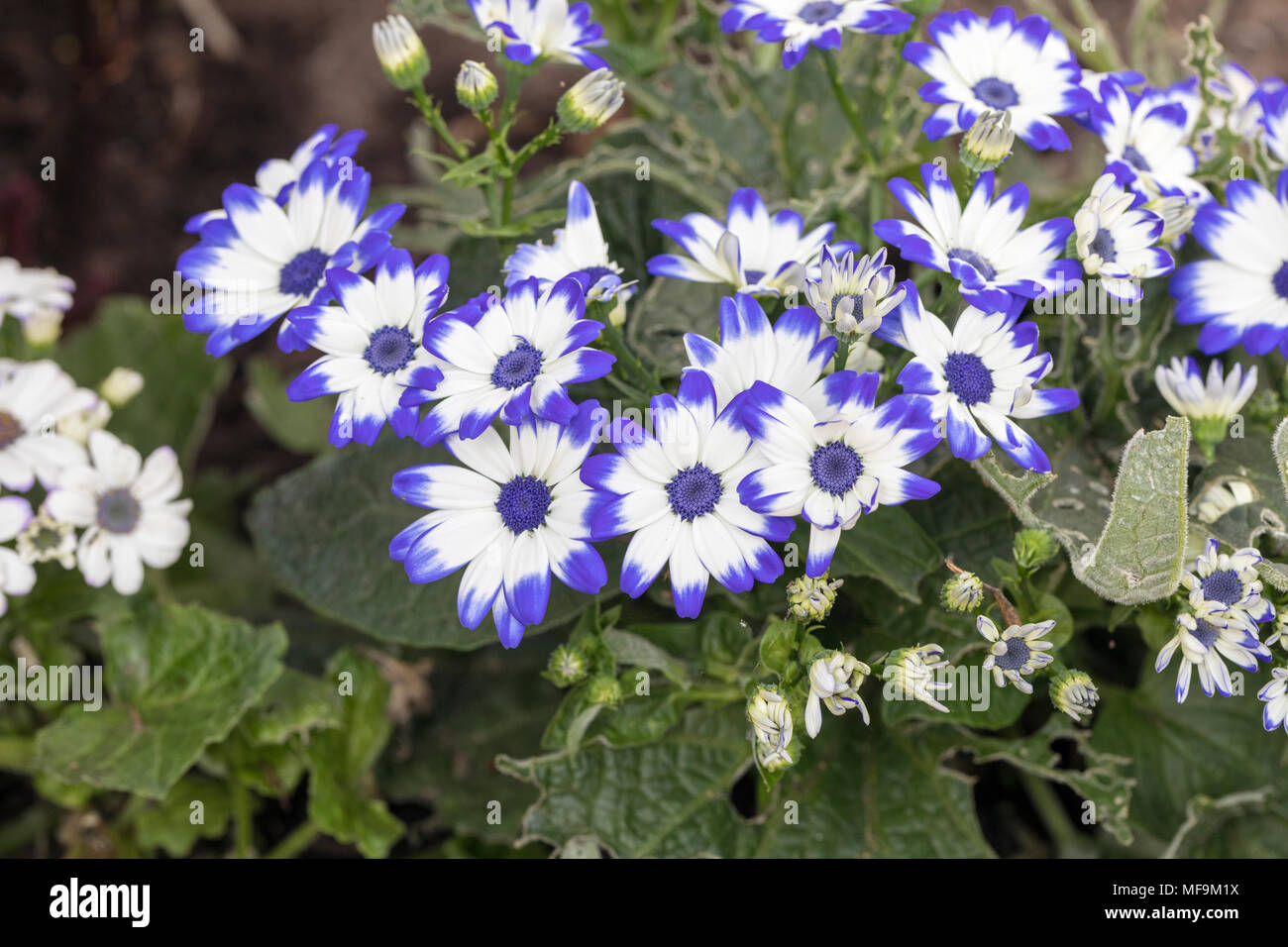 Cineraria bloom hi-res stock photography and images - Alamy