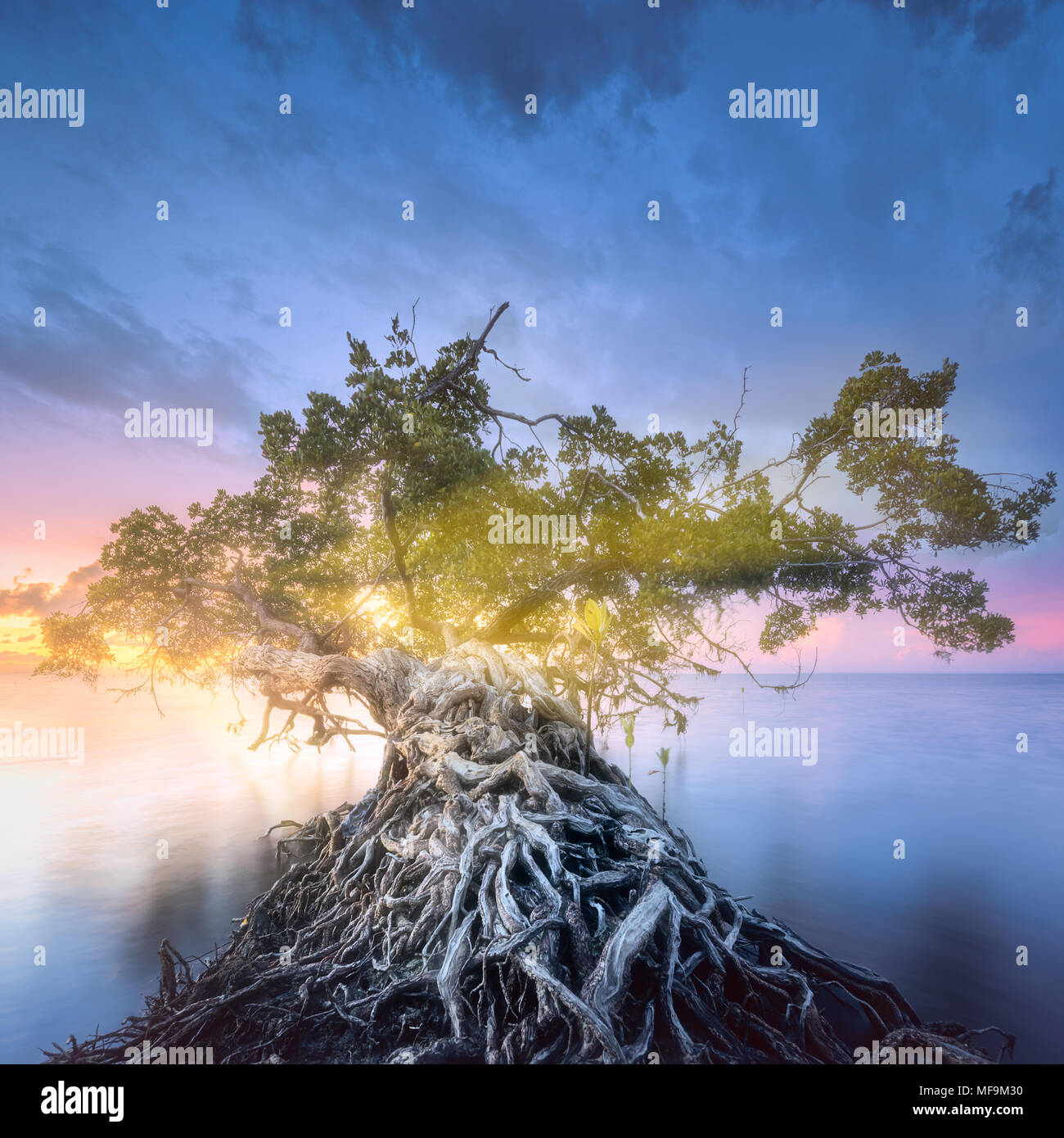 Tree over the water and coast of Borneo beach Stock Photo - Alamy