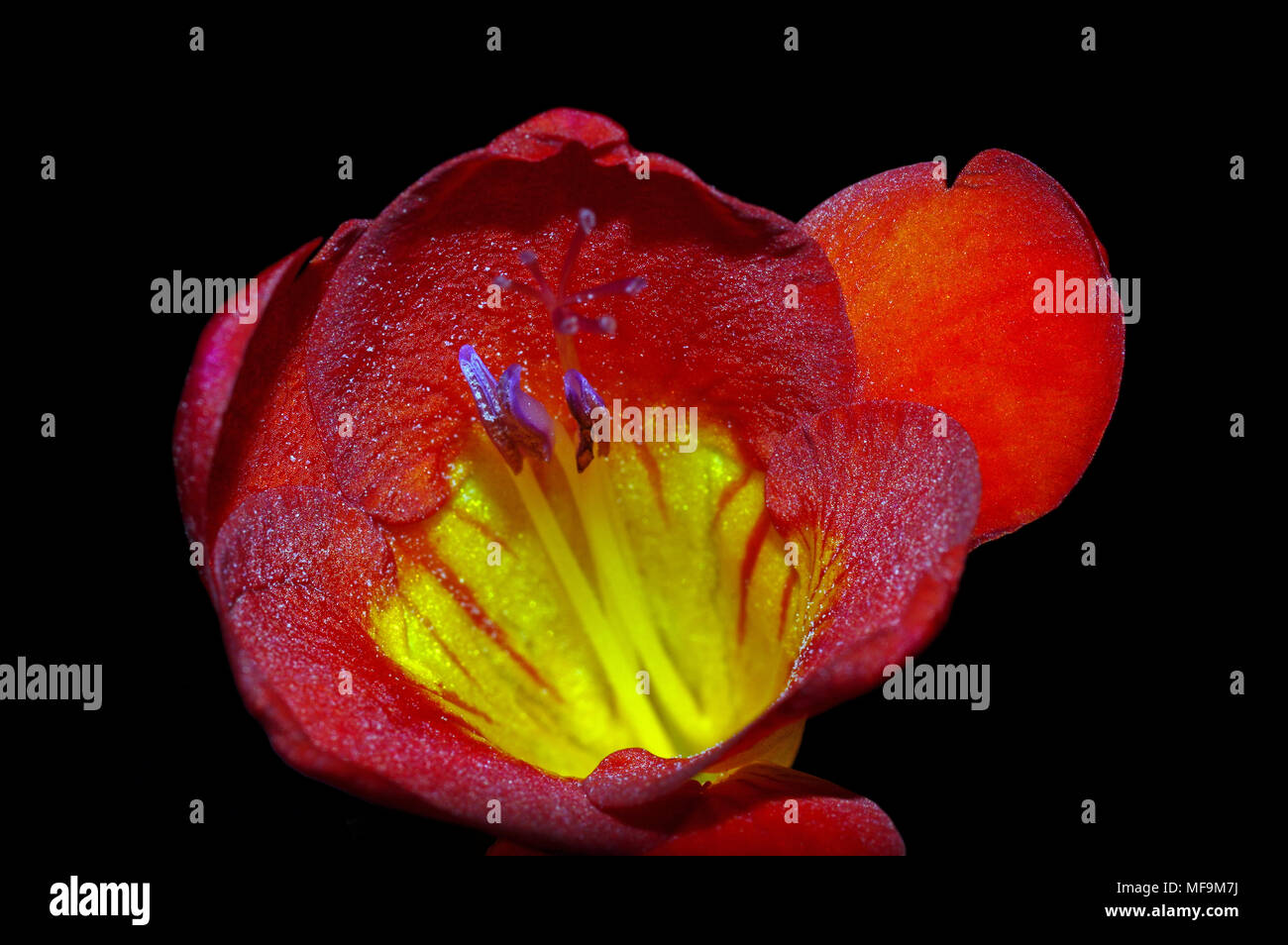 Red freesia hi-res stock photography and images - Alamy