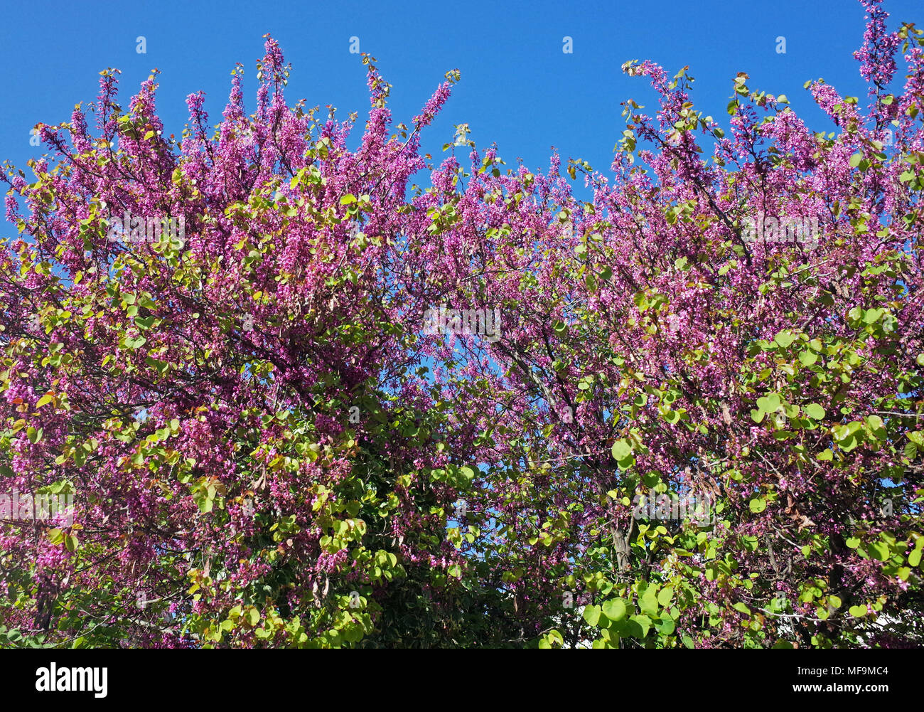 Judas tree flowering Stock Photo - Alamy