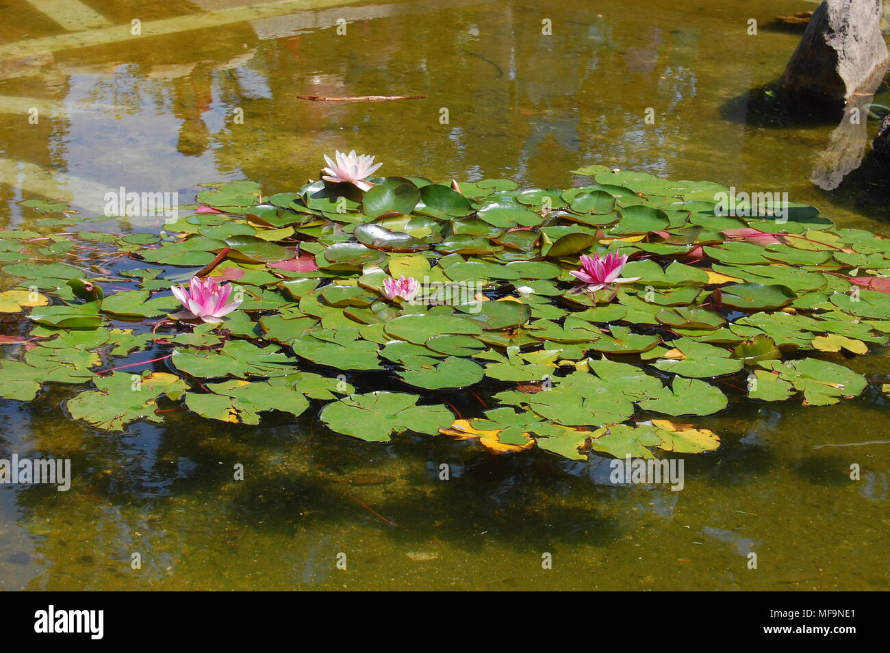 Nenufar water lily hi-res stock photography and images - Alamy