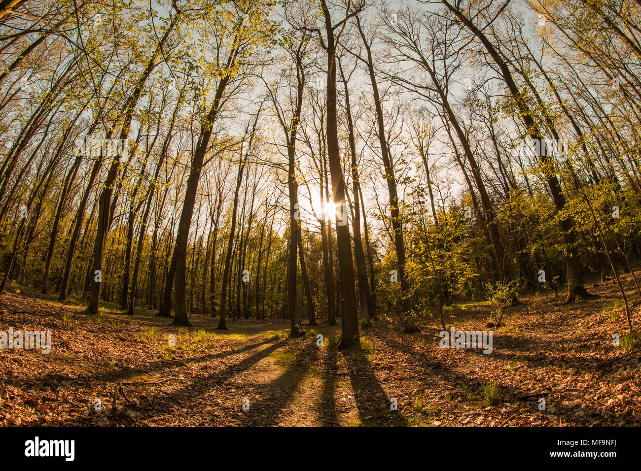 View from the forest during the hot spring day Stock Photo - Alamy