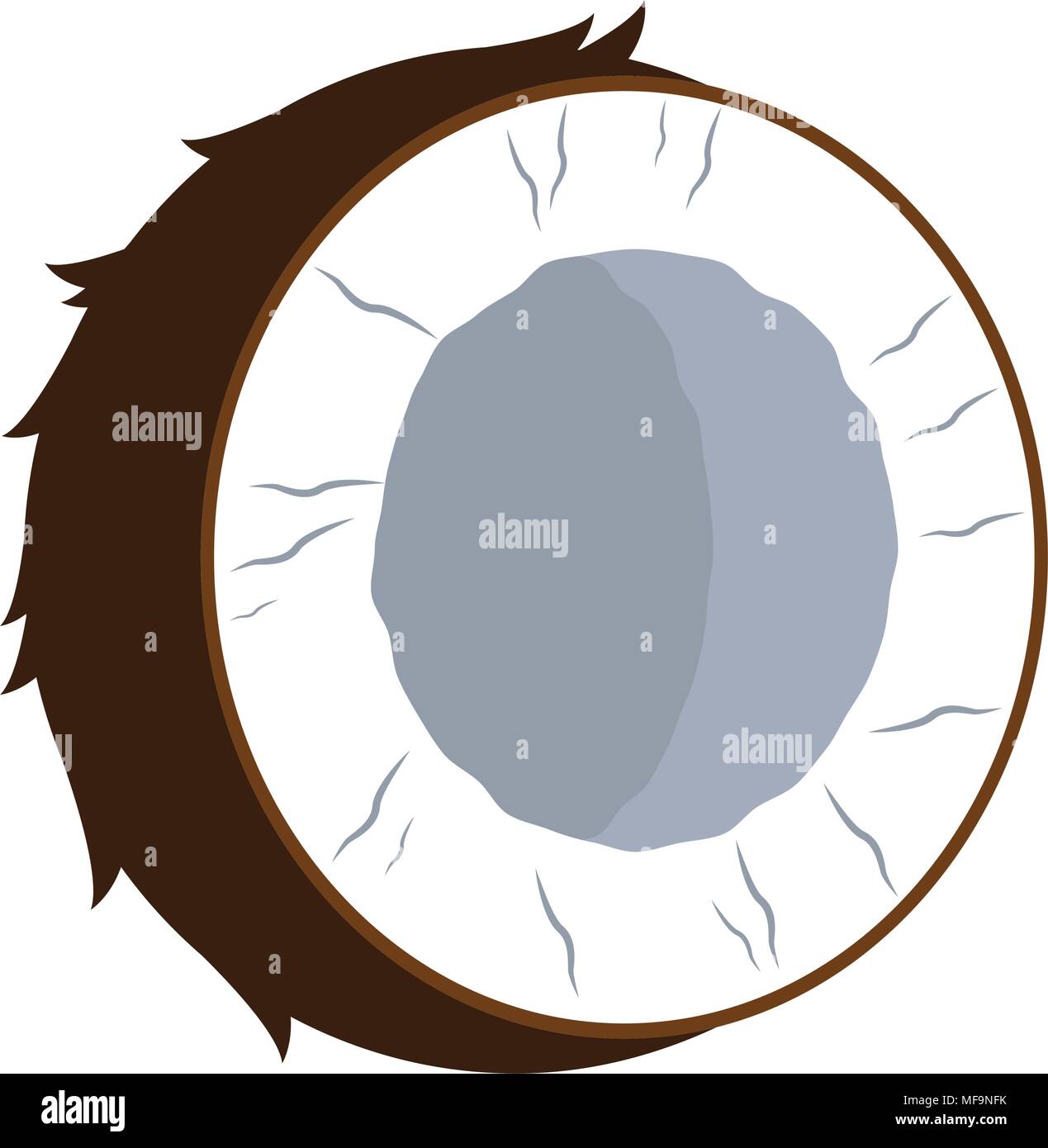 Isolated cut coconut icon Stock Vector Image & Art - Alamy