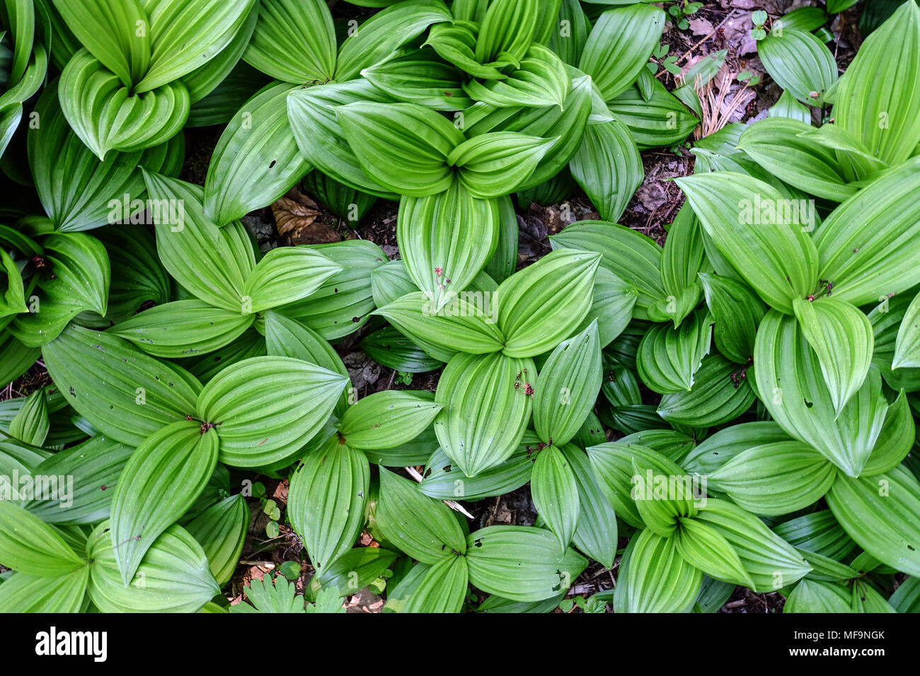 Veratrum nigrum, Fresh new leaves Black false hellebore Stock Photo - Alamy
