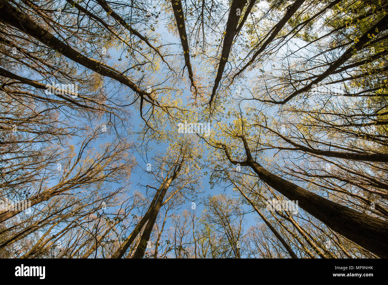 Looking up in the treetops during the hot spring day Stock Photo - Alamy