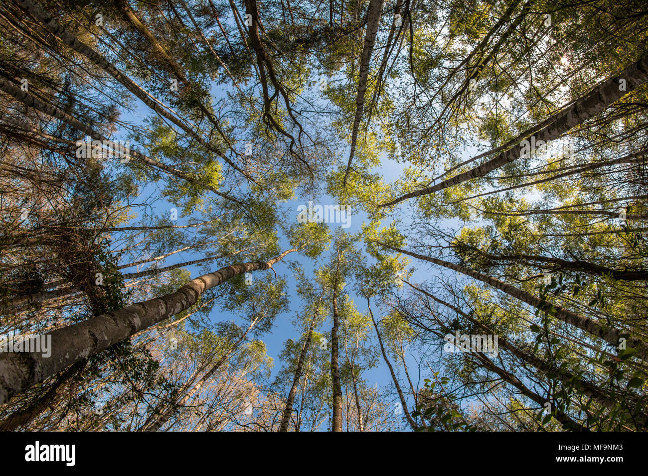Looking up in the treetops during the hot spring day Stock Photo - Alamy