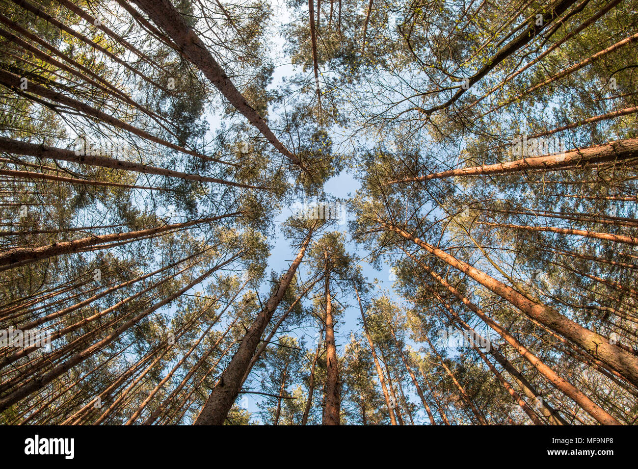 Looking up in the treetops during the hot spring day Stock Photo - Alamy