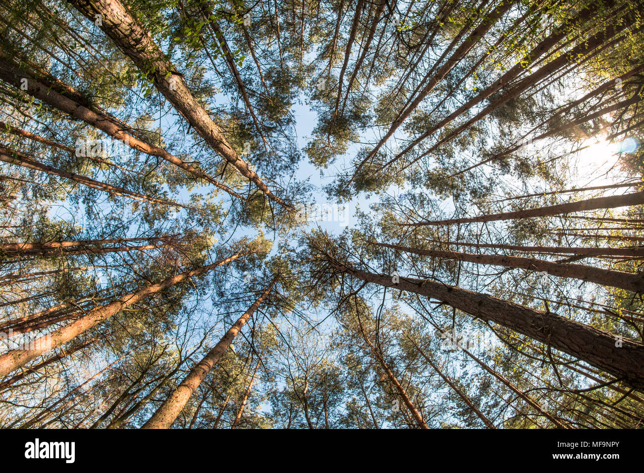 Looking up in the treetops during the hot spring day Stock Photo - Alamy