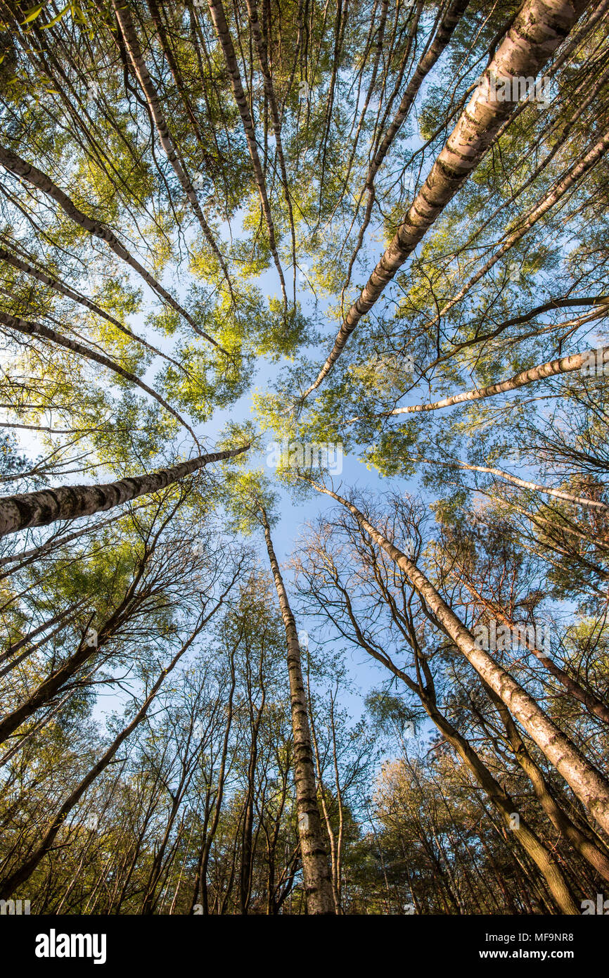 Looking up in the treetops during the hot spring day Stock Photo - Alamy