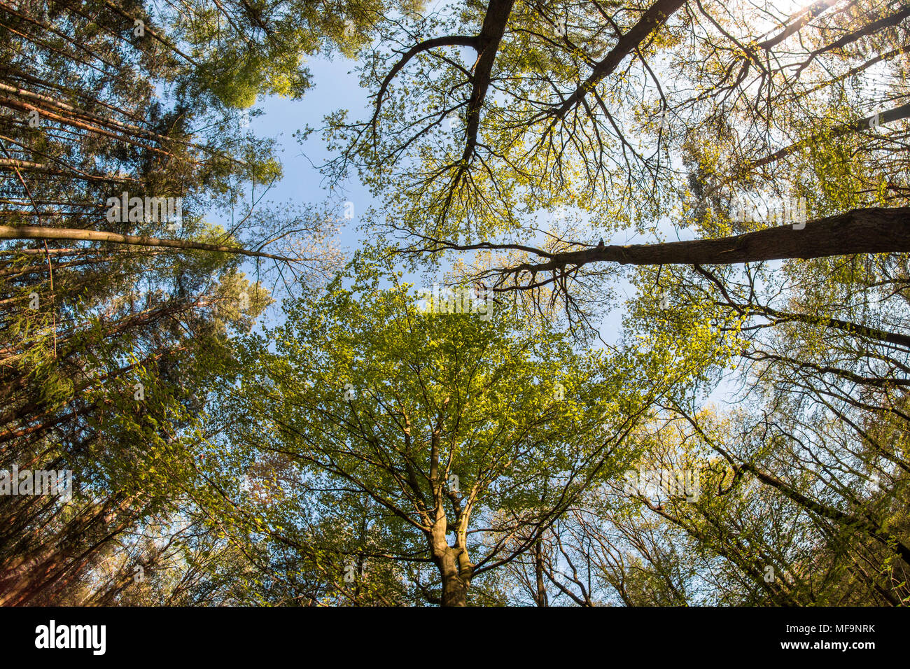 Looking up in the treetops during the hot spring day Stock Photo - Alamy